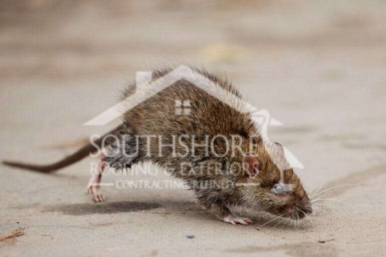 Roof Rats in Florida: Why They’re a Concern and How to Eliminate Them